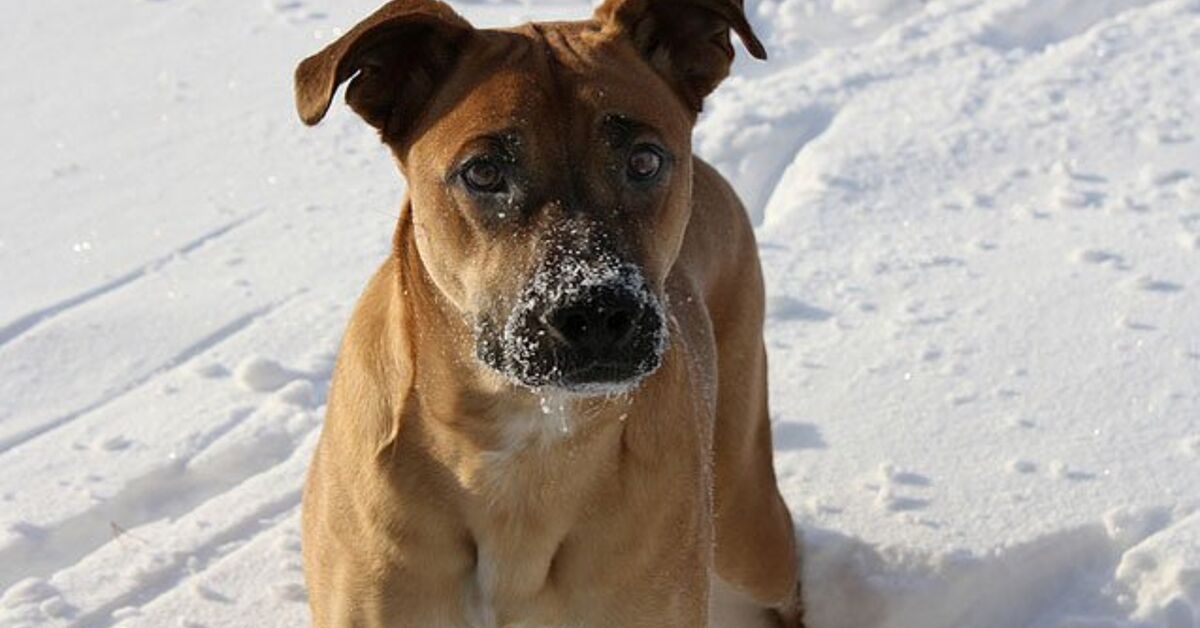 7 Ways To Get Your Dog Ready For Winter PetGuide 7 Ways To Get Your Dog Ready For Winter PetGuide