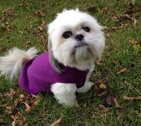Gold Paw Series Stretch Fleece Pullover A Perfect Fit For Chilly Dogs ...