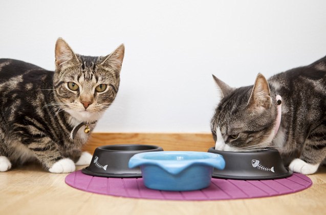 The Benefits Of A Raw Food Diet For Cats PetGuide The Benefits Of A Raw Food Diet For Cats PetGuide