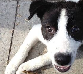 Gen Y Dogma: 4 Ways A Puppy Tests Your Relationship (And What To Do Ab ...