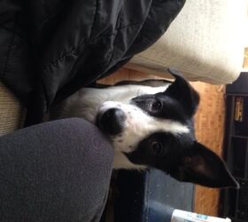 Gen Y Dogma: 4 Ways A Puppy Tests Your Relationship (And What To Do Ab ...