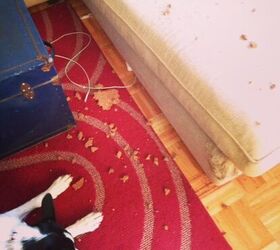 Gen Y Dogma: 4 Ways A Puppy Tests Your Relationship (And What To Do Ab ...