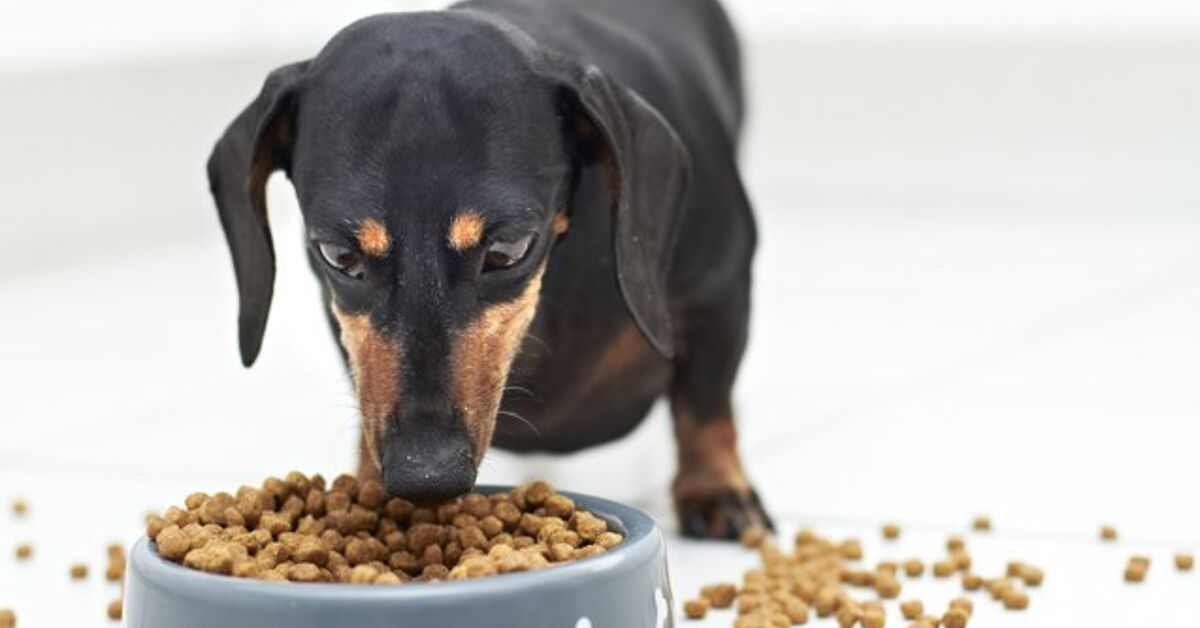 How Is Commercial Dog Food Regulated PetGuide How Is Commercial Dog Food Regulated PetGuide