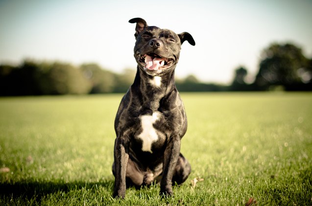 Are Some Breeds Of Dog More Expensive To Insure PetGuide are-some-breeds-of-dog-more-expensive-to-insure-petguide
