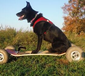 Mountain Boarding With Dogs: Off-Roading Adventures Powered By Pooches ...