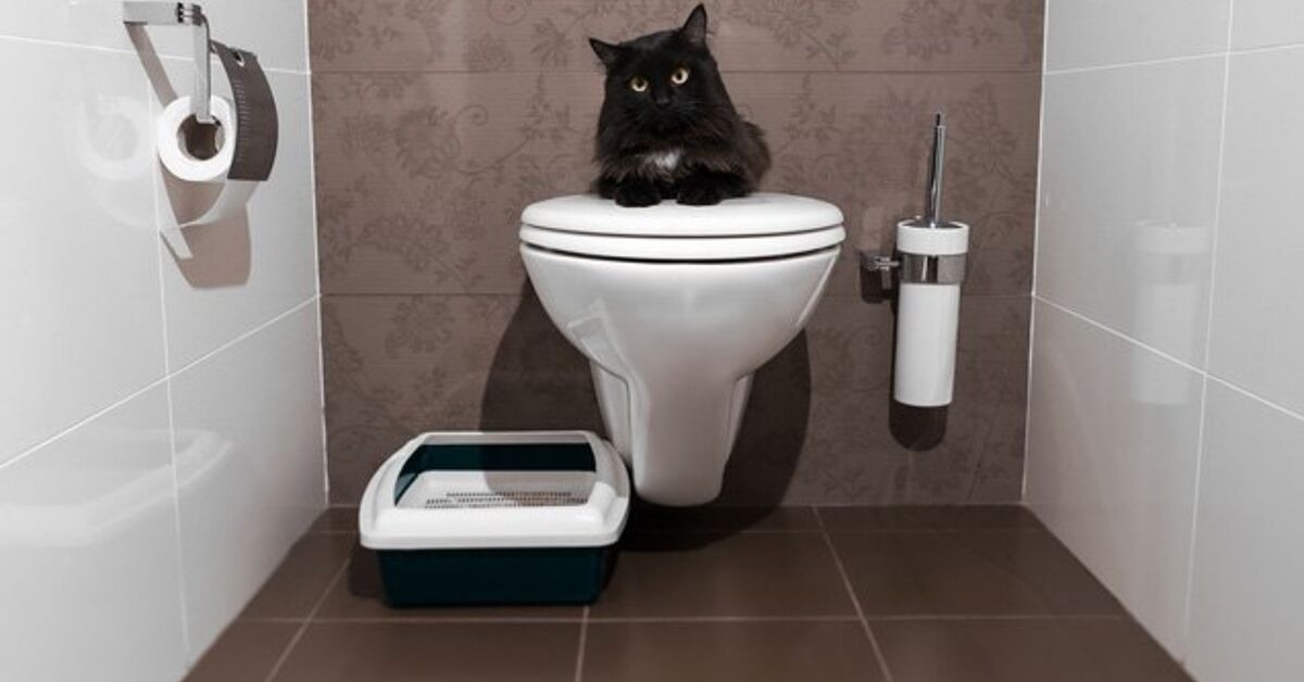 Bathroom Break How To Toilet Train Your Cat PetGuide Bathroom Break How To Toilet Train Your Cat PetGuide