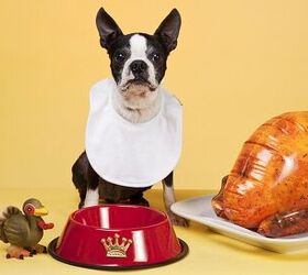 How A Furry Thief Gobbled Our Thanksgiving Turkey And Started A New Tr ...