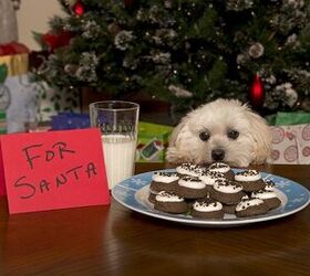 Tails From A Pet Sitter: Puppy, It’s Cold Outside | PetGuide