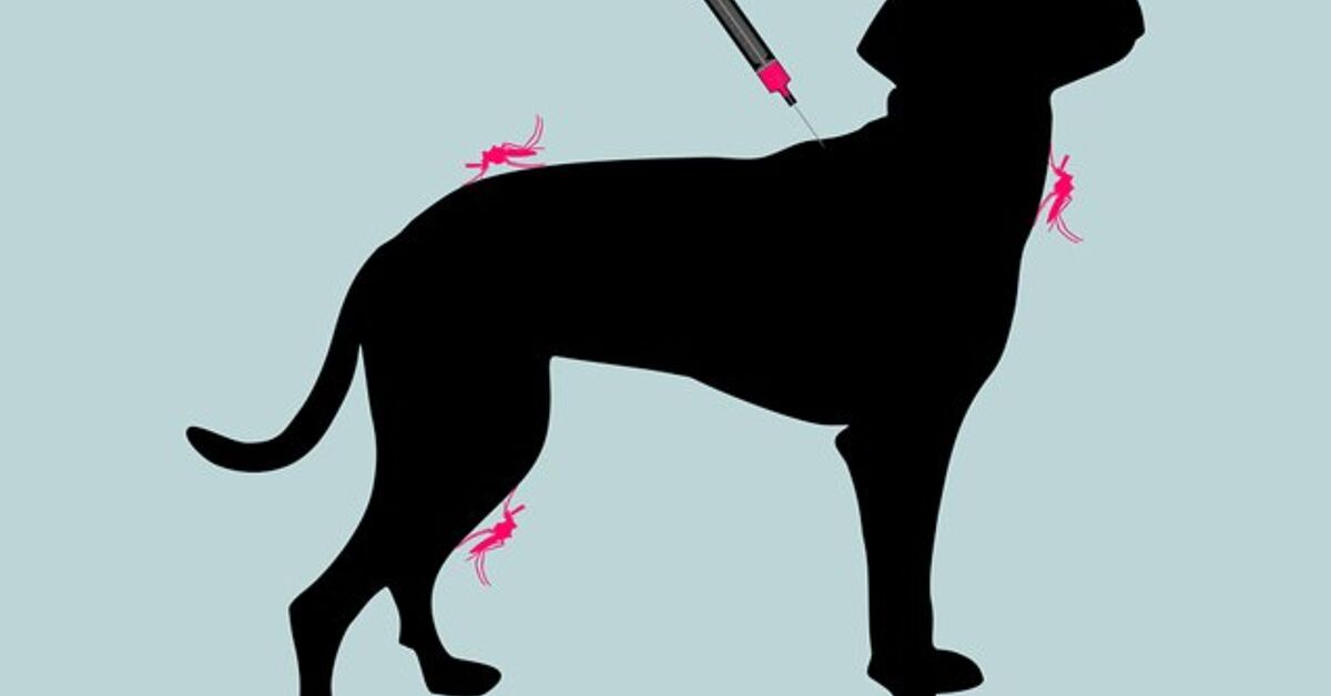 How Do Dogs Get Heartworm PetGuide How Do Dogs Get Heartworm PetGuide
