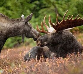 Call Of The Wild: What Animals To Watch Out For While Hiking With Your ...