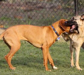 Pet Parent Alert: What You Need To Know About Canine Influenza Outbrea ...