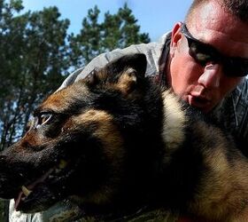 New Bill Introduced To Bring Retired Military Dogs Home After Overseas ...