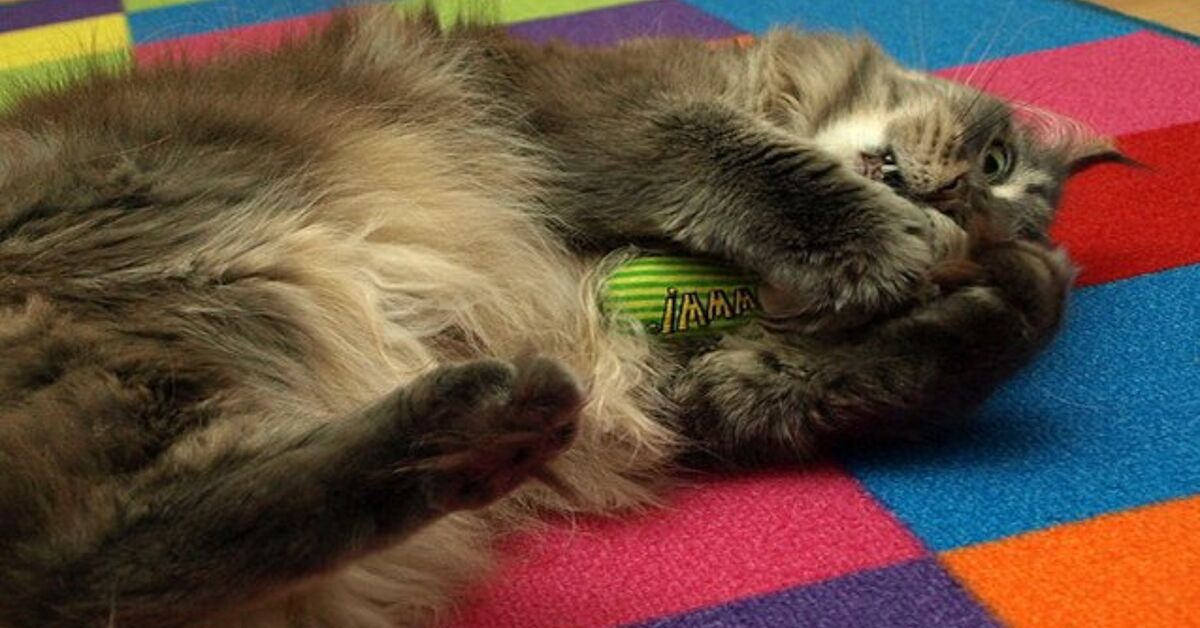 Why Do Cats Go Crazy For Catnip PetGuide why-do-cats-go-crazy-for-catnip-petguide