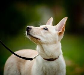 First Thing’s First: Teaching Your Puppy How to Focus | PetGuide