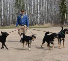 Take a Hand’s Off Approach to Dog Walks With Hands-Free Walking Syst ...