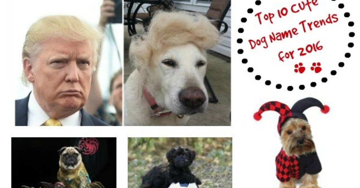 Top 10 Cute Dog Name Trends For 2016 PetGuide Top 10 Cute Dog Name Trends For 2016 PetGuide