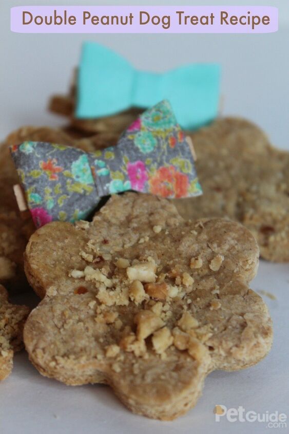 Double Peanut Dog Treat Recipe PetGuide double-peanut-dog-treat-recipe-petguide