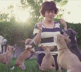 All Dogs, All the Time on Nat Geo’s WILD BarkFest Weekend | PetGuide