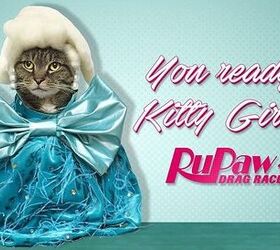 Kitty That Walk! The Claws Come Out at RuPaw’s Drag Race | PetGuide