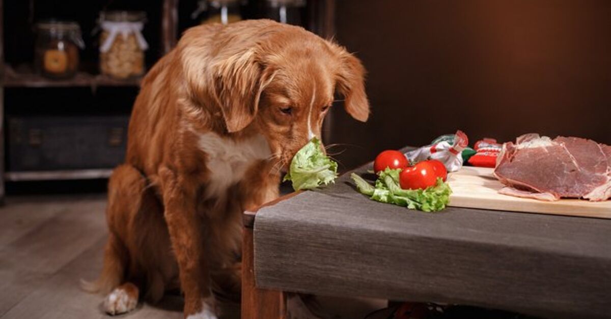 What Does Human Grade Mean When It Comes To Dog Food PetGuide What Does Human Grade Mean When It Comes To Dog Food PetGuide