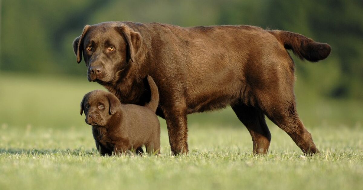 What Is Lipoma In Dogs PetGuide What Is Lipoma In Dogs PetGuide