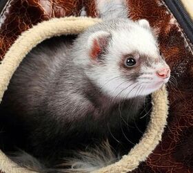 7 Awesome Pets That Aren’t Dogs | PetGuide