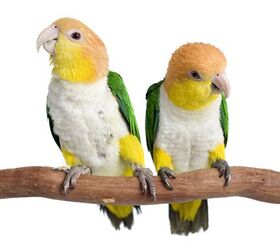 7 Awesome Pets That Aren’t Dogs | PetGuide