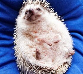 7 Awesome Pets That Aren’t Dogs | PetGuide