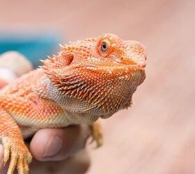 7 Awesome Pets That Aren’t Dogs | PetGuide