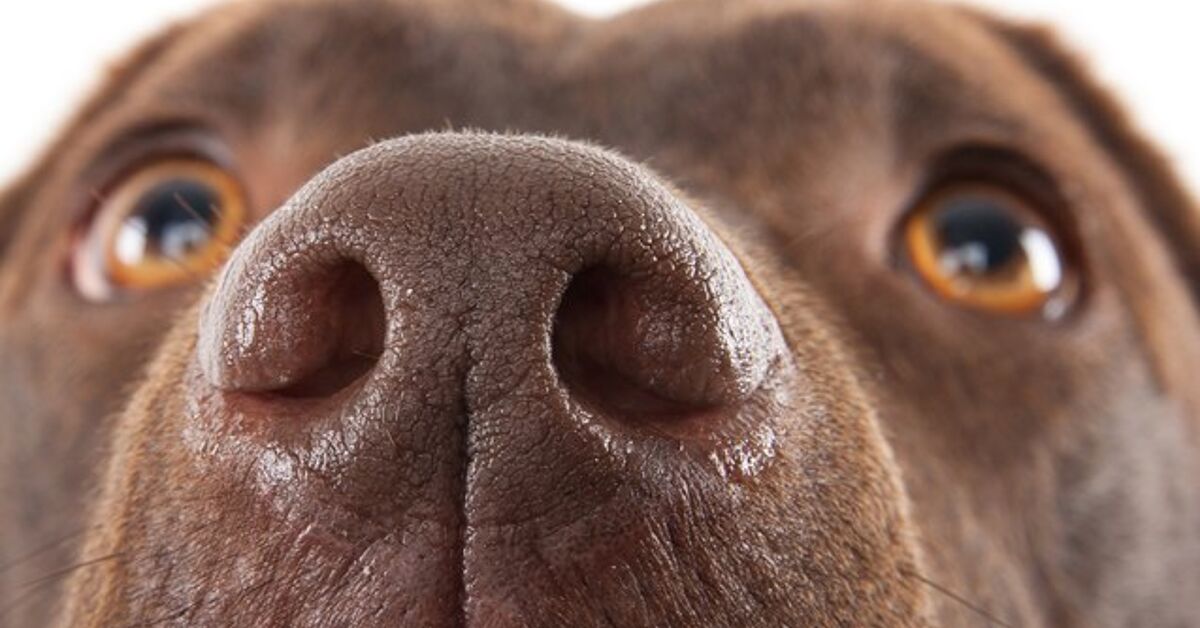 Study Dogs Use Scent To Detect Low Blood Sugar In Diabetics Video study-dogs-use-scent-to-detect-low-blood-sugar-in-diabetics-video