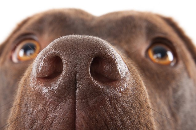 Study Dogs Use Scent To Detect Low Blood Sugar In Diabetics Video Study Dogs Use Scent To Detect Low Blood Sugar In Diabetics Video
