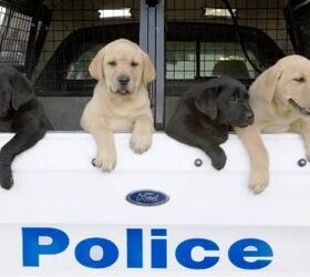 13 Puppies Who Can’t Wait To Start Their First Day of Work | PetGuide
