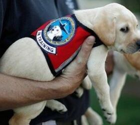 13 Puppies Who Can’t Wait To Start Their First Day of Work | PetGuide