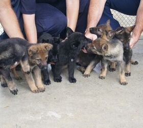 13 Puppies Who Can’t Wait To Start Their First Day of Work | PetGuide
