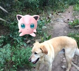 10 Pokémon Go Tips for Your PokéDog Walk | PetGuide