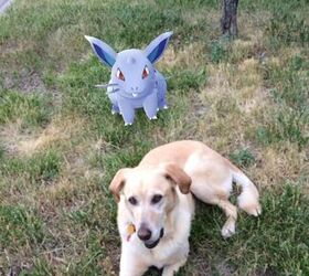 10 Pokémon Go Tips for Your PokéDog Walk | PetGuide