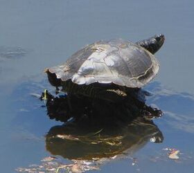 Baby Northern Map Turtle