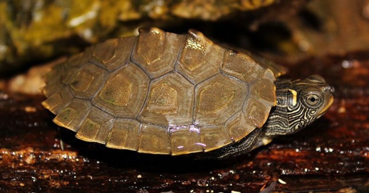Mississippi Map Turtle Information And Pictures PetGuide PetGuide Mississippi Map Turtle Information And Pictures PetGuide PetGuide