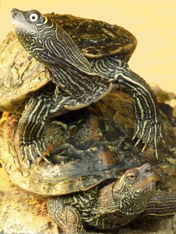Mississippi Map Turtle Information And Pictures PetGuide PetGuide mississippi-map-turtle-information-and-pictures-petguide-petguide