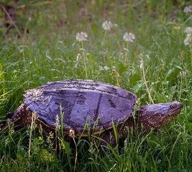 Snapping Turtle Indoor Habitats Fairfax County Wildlife: The Snapping