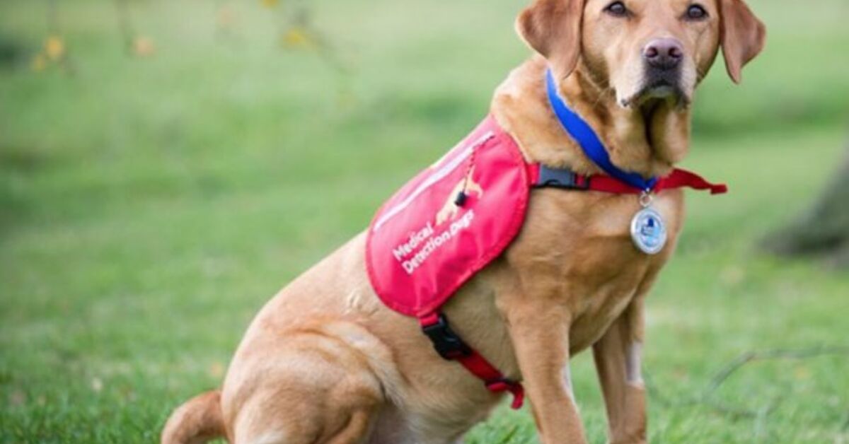 Researchers To Study If Dogs Can Detect Prostate Cancer PetGuide researchers-to-study-if-dogs-can-detect-prostate-cancer-petguide