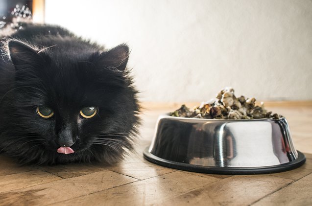 Studies Show Dry Food Linked To Feline Diabetes PetGuide Studies Show Dry Food Linked To Feline Diabetes PetGuide