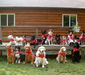 Dog Scouts: It’s Not Just for Humans Anymore | PetGuide