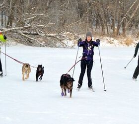 6 Types of Urban Mushers You’ll Meet on the Trails | PetGuide