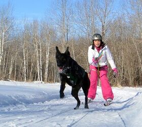 6 Types of Urban Mushers You’ll Meet on the Trails | PetGuide