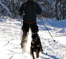 6 Types of Urban Mushers You’ll Meet on the Trails | PetGuide