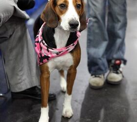 Hamiltonstvare Dog Breed Information and Pictures | PetGuide