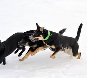 Secrets of Canadian Mushers: Why Dog Boots and Deep Snow Don’t Mix ...