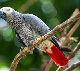 Congo african grey store