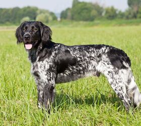 Large Mnsterlnder Dog Breed Information and Pictures | PetGuide